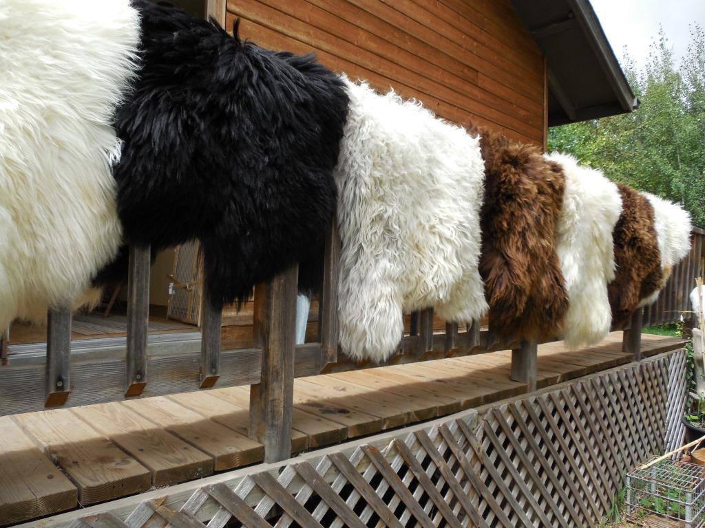 New Navajo Churro Sheepskin Pelts have arrived. – Arriola Sunshine Farm Store